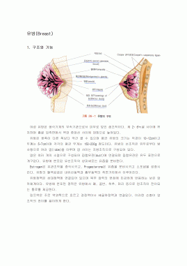 유방에 대해서-1페이지