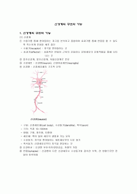 [의약학] 신경계 구조와 기능 -1페이지