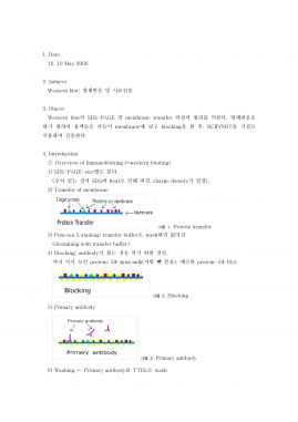 Western blot: 항체반응 및 시료검출-1페이지