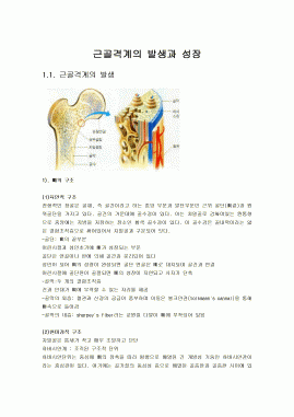 근골격계의 발생과 성장-1페이지