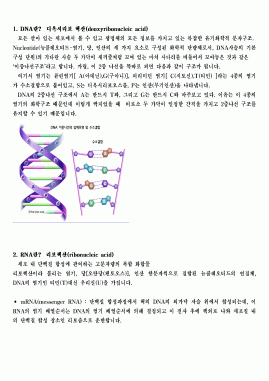 DNA와 RNA란? 단백질 합성과정-1페이지