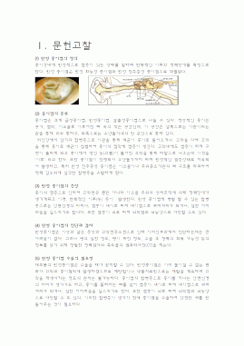 Tympharoplasty withmastoidectomy L)M&T 케이스-1페이지