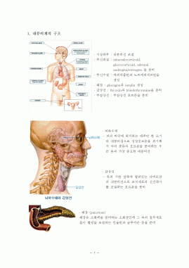 [자연과학] 내분비계 -1페이지