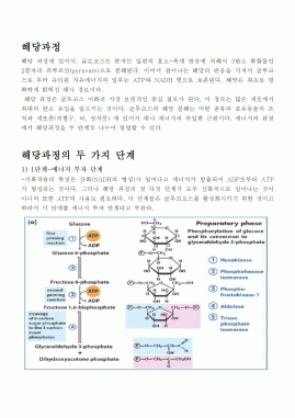 글루코스해당과정에 대해서-1페이지