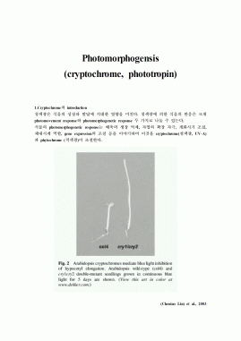 cryptochrome & phototropin-1페이지