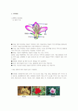 [유아과학교육]봄의 꽃 개념 및 사진 자세한 설명-1페이지