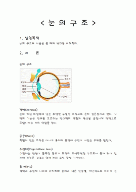 눈의구조, 현미경, 돋보기, 접안렌즈-1페이지