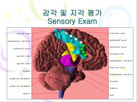 감각 및 지각 평가(Sensory Exam)-1페이지