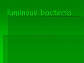 luminous bacteria-1페이지