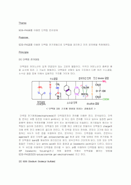 전기영동 단백질 분리-1페이지