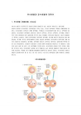 유사분열과 감수분열에 대하여-1페이지