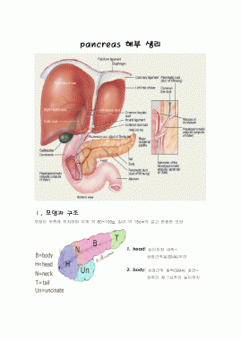 췌장의 해부와 기능.-1페이지