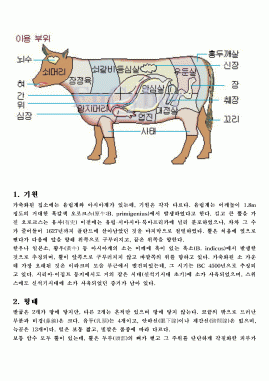 소와 쇠고기에 대한 모든것-1페이지