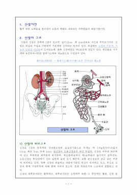 신장의 구조와 기능 신장구조 신장생리 콩팥 뇨-1페이지