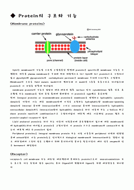 단백질 구조와 기능-1페이지