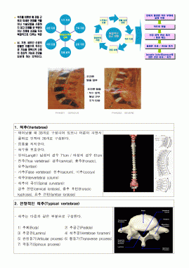 척추의 구조와 척추에 위치한 근육의 기능에 대해 정리한 자료 입니다.-1페이지