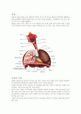 호흡계와 순환계의 구조와 기능 원리-1페이지