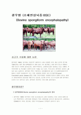 광우병 (소해면상뇌증:BSE) (Bovine spongiform encephalopathy)-1페이지