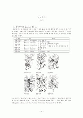 참나무에 관하여-1페이지