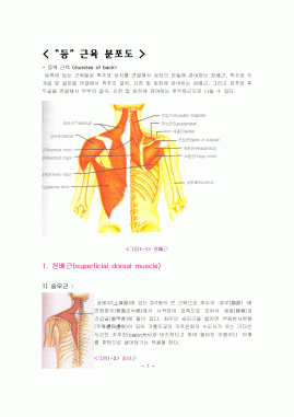 스킨케어-등근육 분포도,척추와연결된 내부장기와기능-1페이지