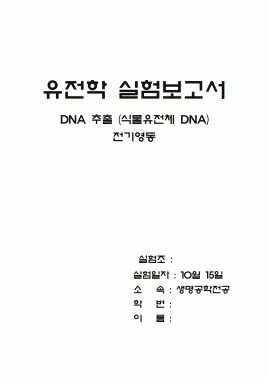 DNA 추출 (식물유전체 DNA) 전기영동-1페이지