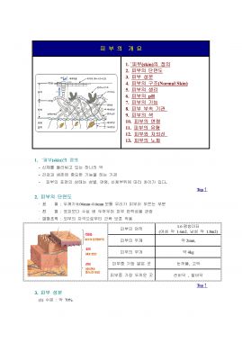 피부의 정의와 성분, 구조, 생리, 기능 및 노화-1페이지