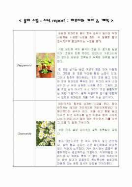 불어 시음·시식 report : 허브티와 커피 & 케익 -1페이지