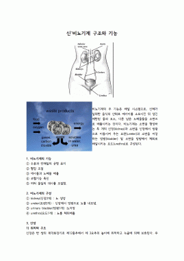 신`비뇨기계 구조와 기능-1페이지