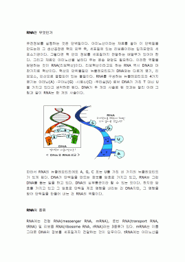 [RNA와 단백질합성]-1페이지