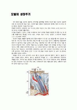 모발의 성장주기-1페이지