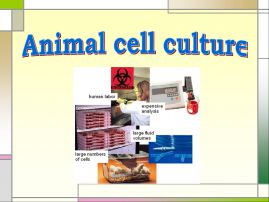 Animal cell culture PPT발표