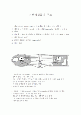 진핵미생물의 구조-1페이지