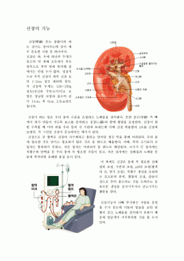 신장의 기능-1페이지