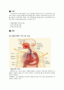 성인간호학레포트-호흡기계,안과계,귀의 구조 및 기능-1페이지