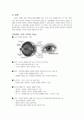 이비인후,안과계 구조와 기능-1페이지