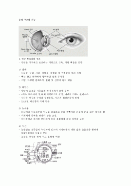 [성인간호학]눈의 구조와 기능, 귀의 구조와 기능 정리 -1페이지