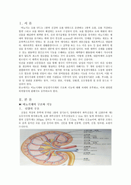 성인간호학레포트-신장,남성비뇨기계 구조와 기능-1페이지