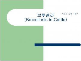 브루셀라 (Brucellosis in Cattle)-1페이지