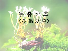 동충하초<冬蟲夏草>의 특성과 종류 서식환경 효능-1페이지