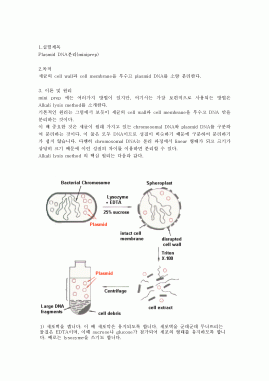 [생물학실험] Plasmid DNA분리 (miniprep) 실험-1페이지