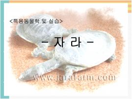 자라에 대하여(자라 양식)-1페이지