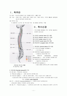 척수 손상 환자의 간호-1페이지