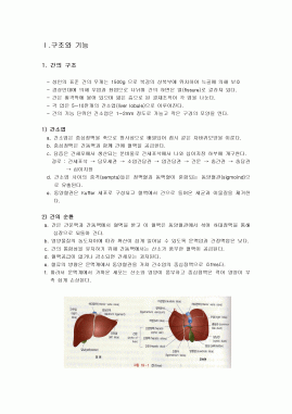   간의 구조와 기능 병태생리 -1페이지