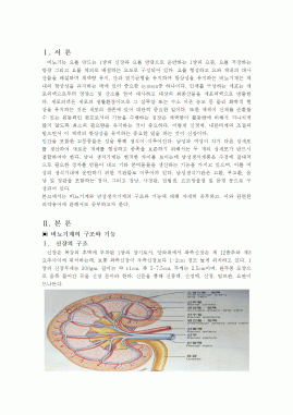 신장의 이해-1페이지