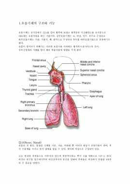 호흡기계 해부학적 구조와 기능-1페이지