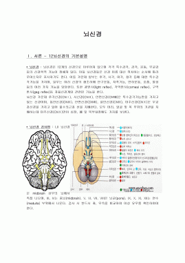 12 뇌신경-1페이지