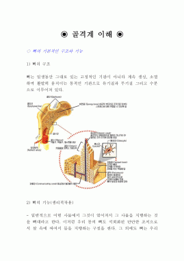 골격계와 근육계의 이해 (뼈의 생리적인작용, 뼈의기본적인구조, 뼈의발생과성장, 골격근의 구조와 기능, 골격근의 명칭, 전신의 근육, 관절의 종류와 역할)-1페이지