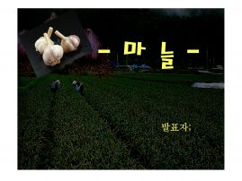 마늘 발표 ppt-1페이지