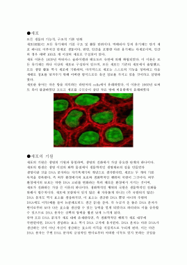 세포에 관한 고찰-1페이지