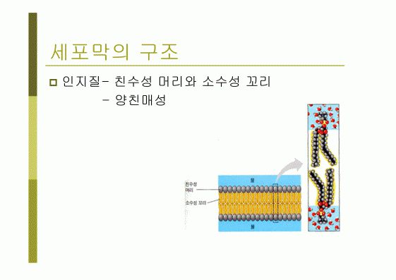 인지질의 구조